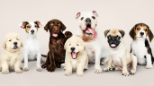 10 Most Well-Behaved Dog Breeds That Will Make You Fall in Love! - The ...